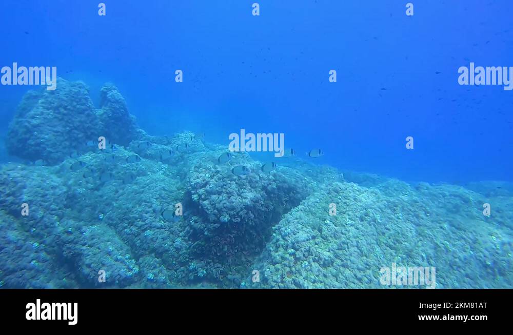 Menorca marine life Stock Videos & Footage - HD and 4K Video Clips - Alamy