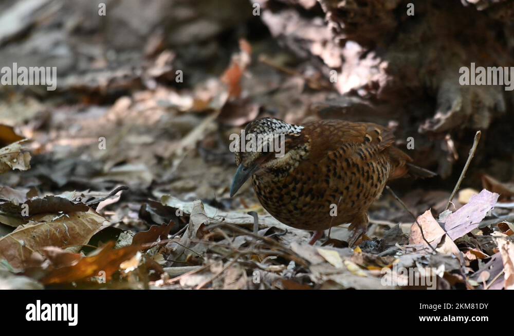 Eared Pitta, Hydrornis phayrei, Thailand; foraging for some food using ...