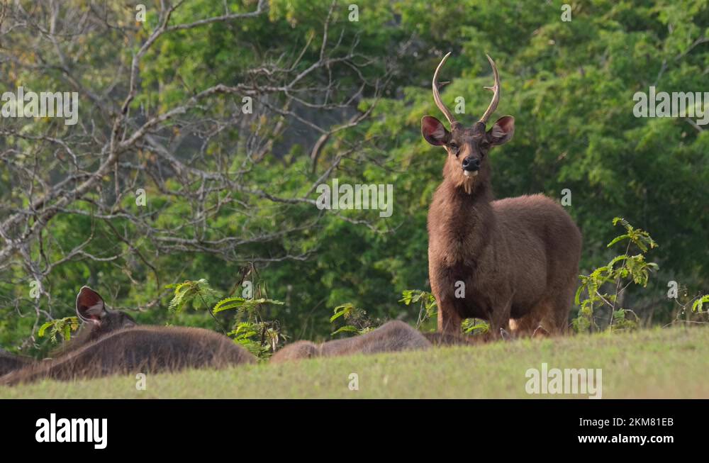 Sambar stag and doe Stock Videos & Footage - HD and 4K Video Clips - Alamy