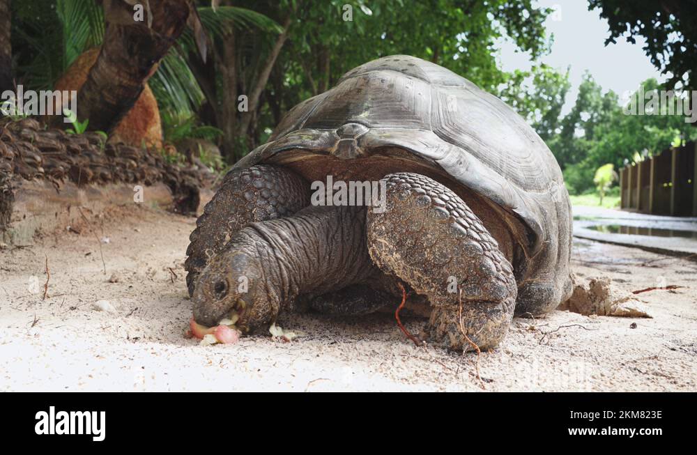 Giant turtle seychelles Stock Videos & Footage - HD and 4K Video Clips ...