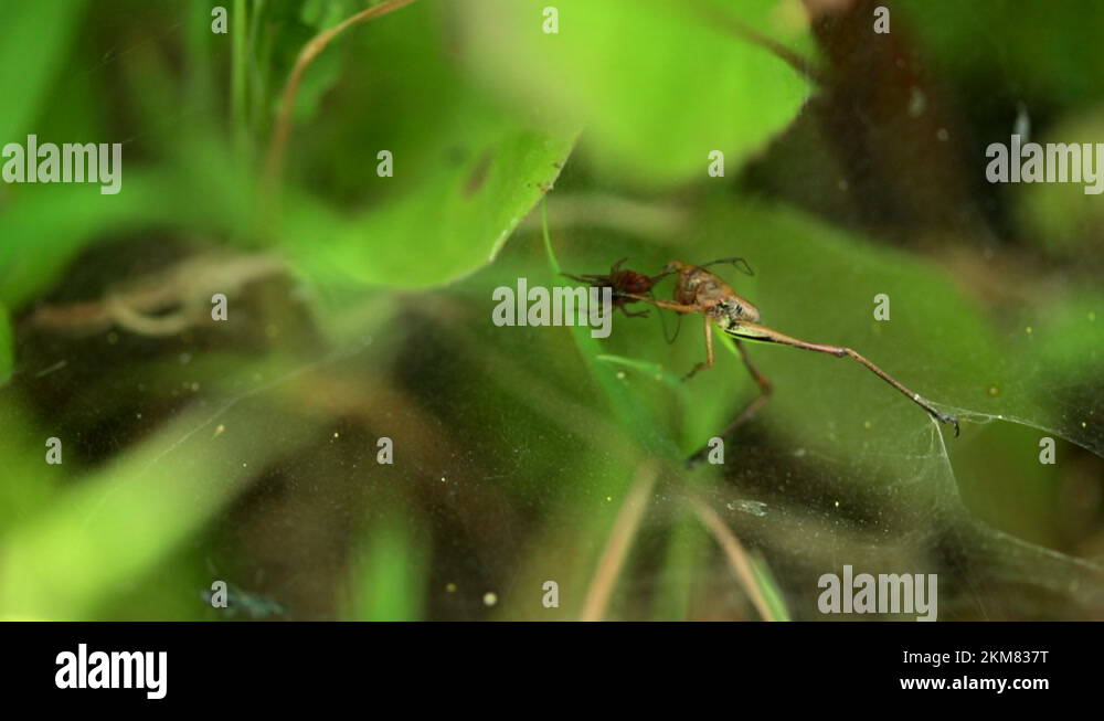 Insect fighting Stock Videos & Footage - HD and 4K Video Clips - Alamy