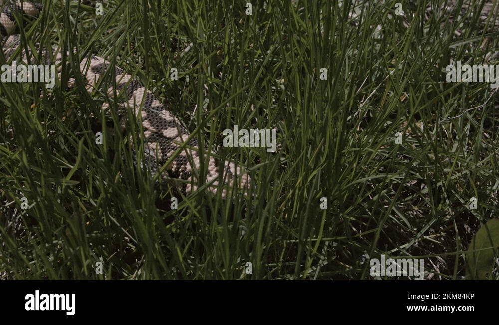 Slinking Stock Videos & Footage - HD and 4K Video Clips - Alamy