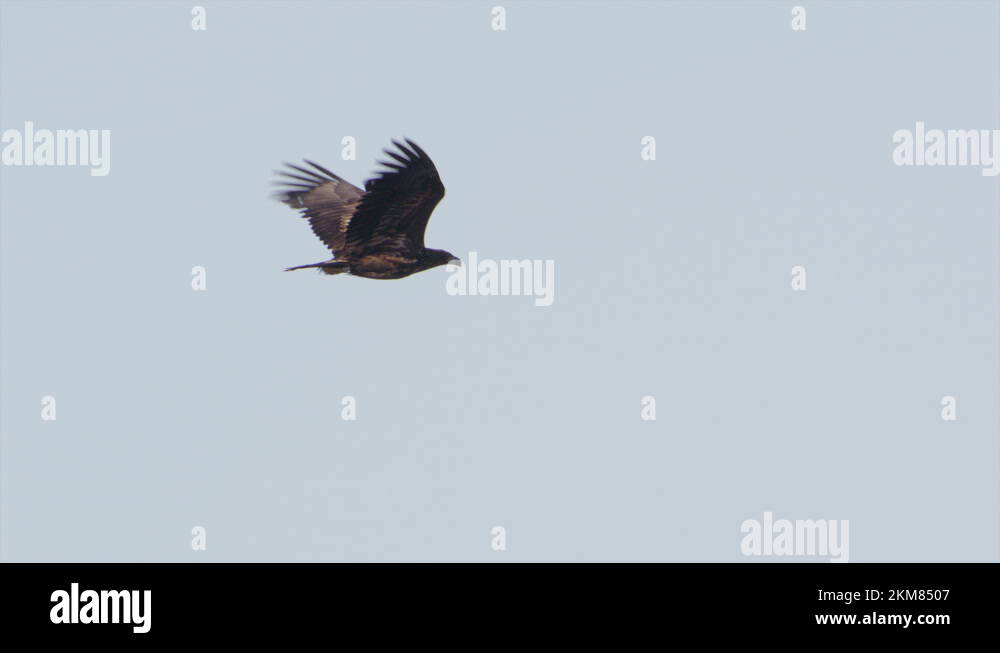 White-tailed sea eagle flying in Sweden, slow motion shot Stock Video ...