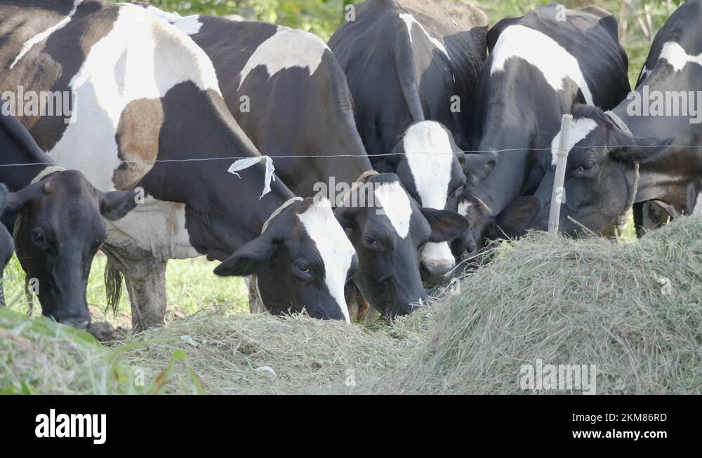 Close up cow eating grass in dairy Farm, Thailand rural scene Stock ...