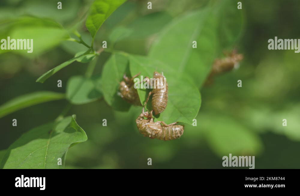 Virginia insects Stock Videos & Footage - HD and 4K Video Clips - Alamy