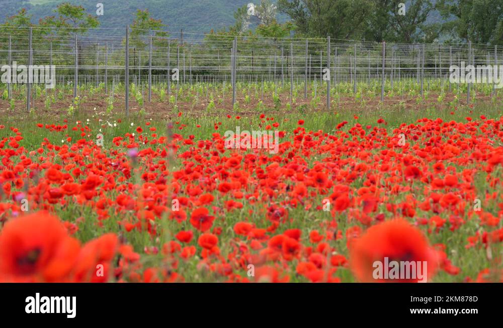 French poppy field Stock Videos & Footage - HD and 4K Video Clips - Alamy