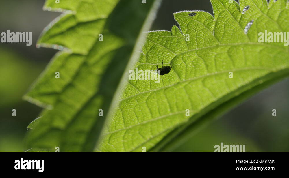 Weevil eating Stock Videos & Footage - HD and 4K Video Clips - Alamy