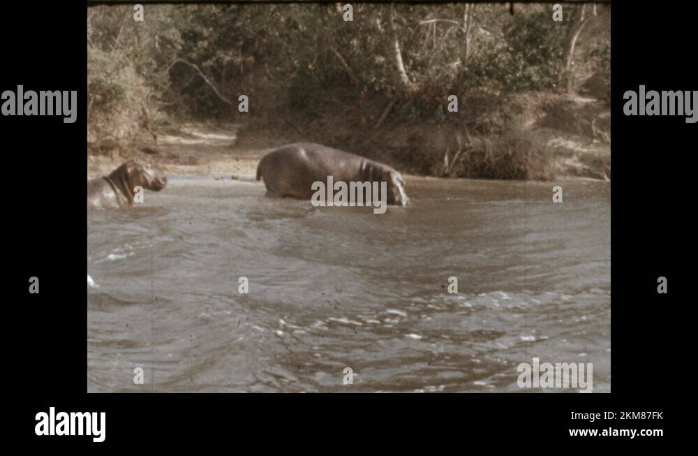 Hippopotamus legs Stock Videos & Footage - HD and 4K Video Clips - Alamy