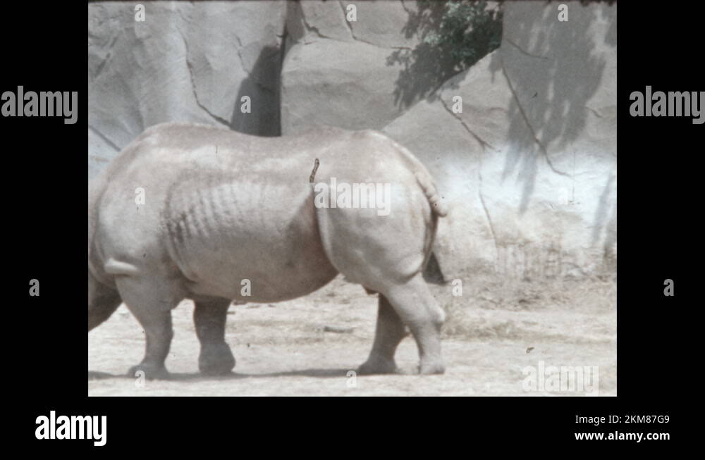 1970s: Rhinoceros. Giraffes eat leaves. Men feed leaves to giraffes ...