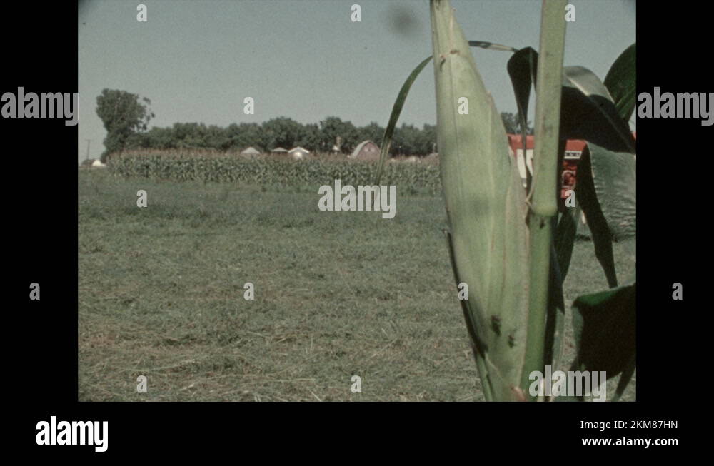 1970s: Man drives tractor with mowing attachment past corn fields on ...
