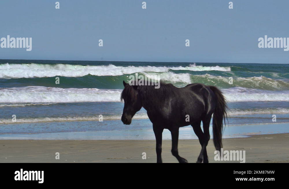 Sea black stallion Stock Videos & Footage - HD and 4K Video Clips - Alamy