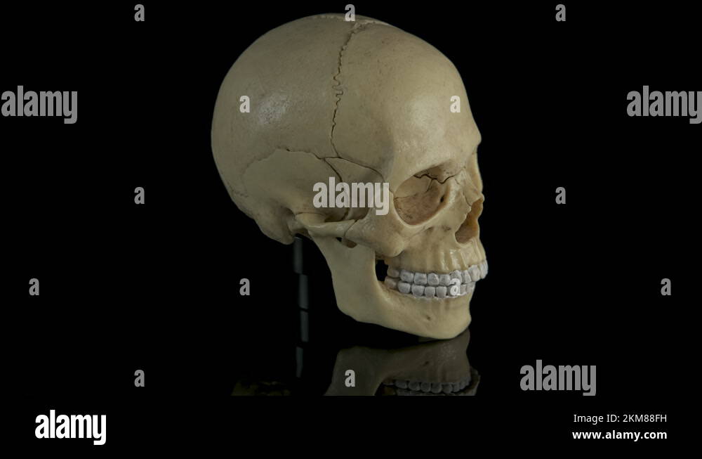 Cranium Stock Videos & Footage - HD and 4K Video Clips - Alamy