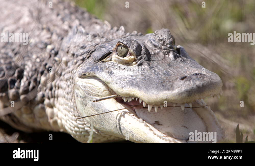 Lowering head Stock Videos & Footage - HD and 4K Video Clips - Alamy