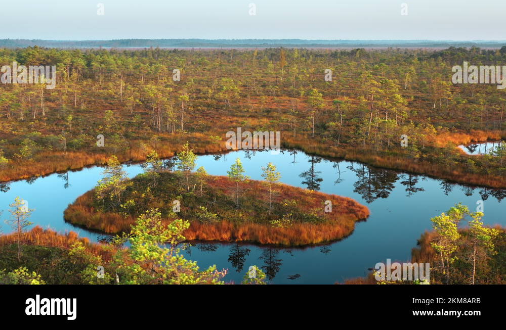 Bog wildlife Stock Videos & Footage - HD and 4K Video Clips - Alamy