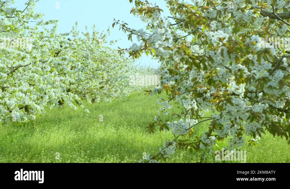Prunus trees Stock Videos & Footage - HD and 4K Video Clips - Alamy