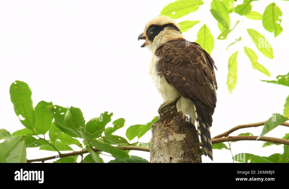 Laughing Falcon - Herpetotheres cachinnans also snake hawk, bird of ...