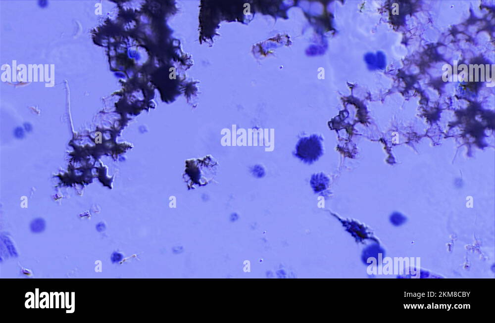 Looking Through Microscope At biological organism At Microbiology ...