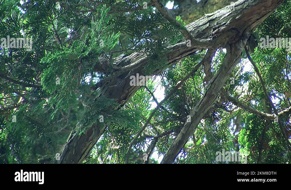 The branches and leaves of a hinoki tree (Chamaecyparis obtusa Stock ...