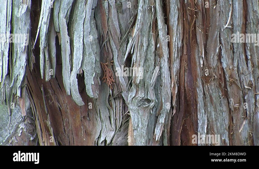 Hinoki cypress tree Stock Videos & Footage - HD and 4K Video Clips - Alamy
