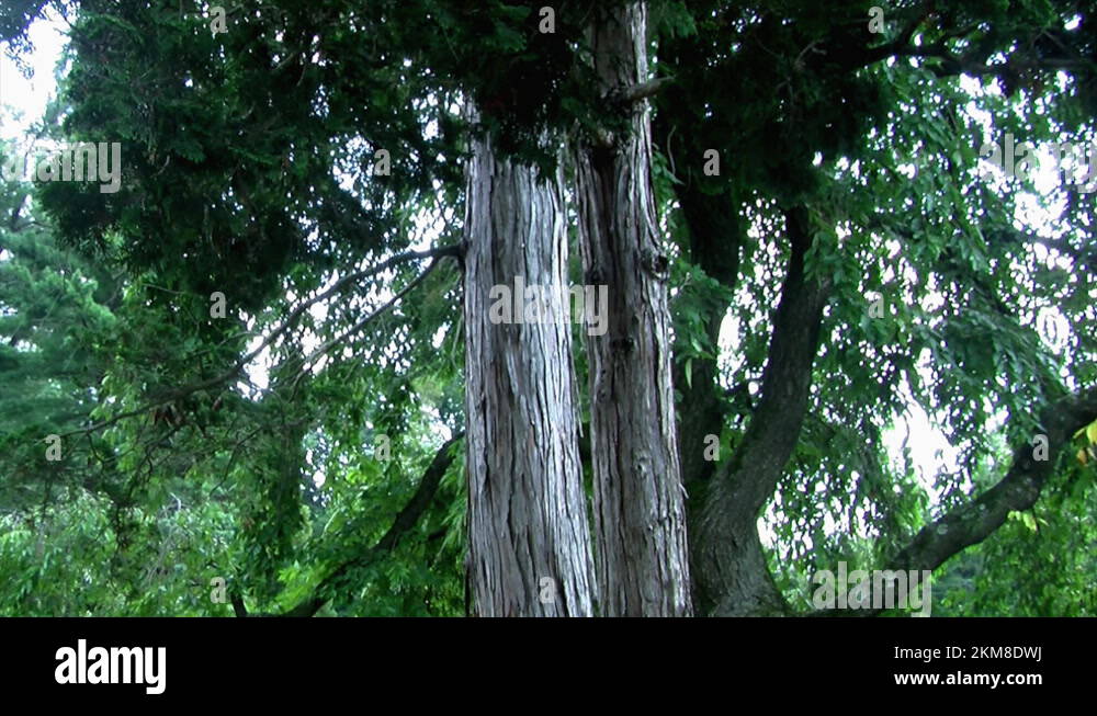 Chamaecyparis obtusa japanese cypress Stock Videos & Footage - HD and ...