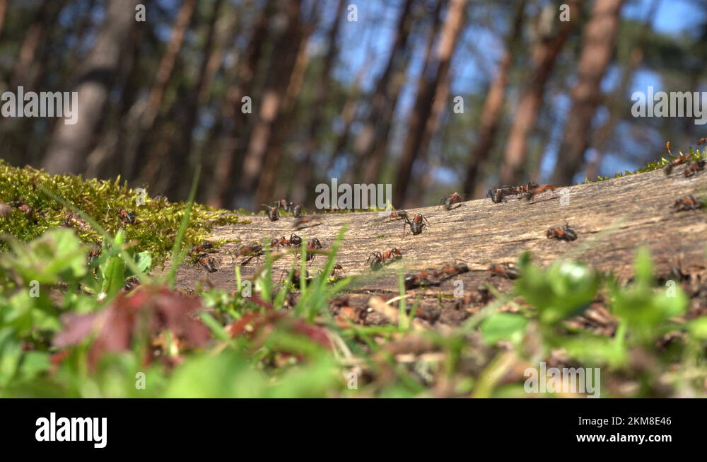 Ants crawling on a log. An ant carries a twig from left to right of ...