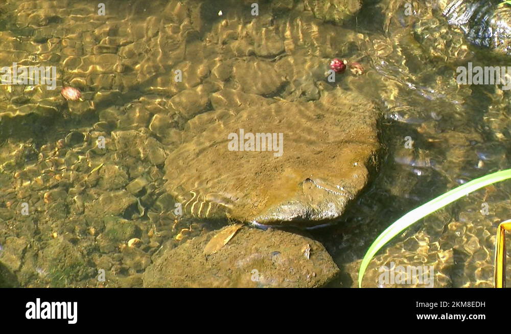 Fruit seed dispersal Stock Videos & Footage - HD and 4K Video Clips - Alamy