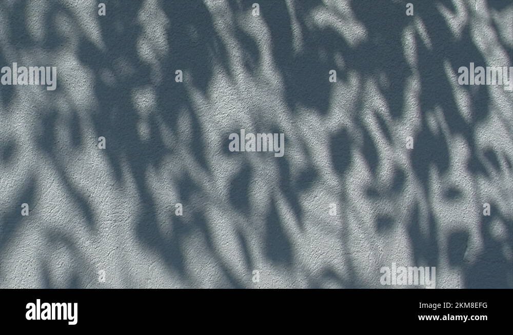 Pan left-to-right across a white stucco wall with tree leaves casting ...
