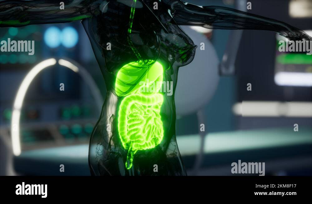 human digestive system anatomy exam in laboratory Stock Video Footage ...