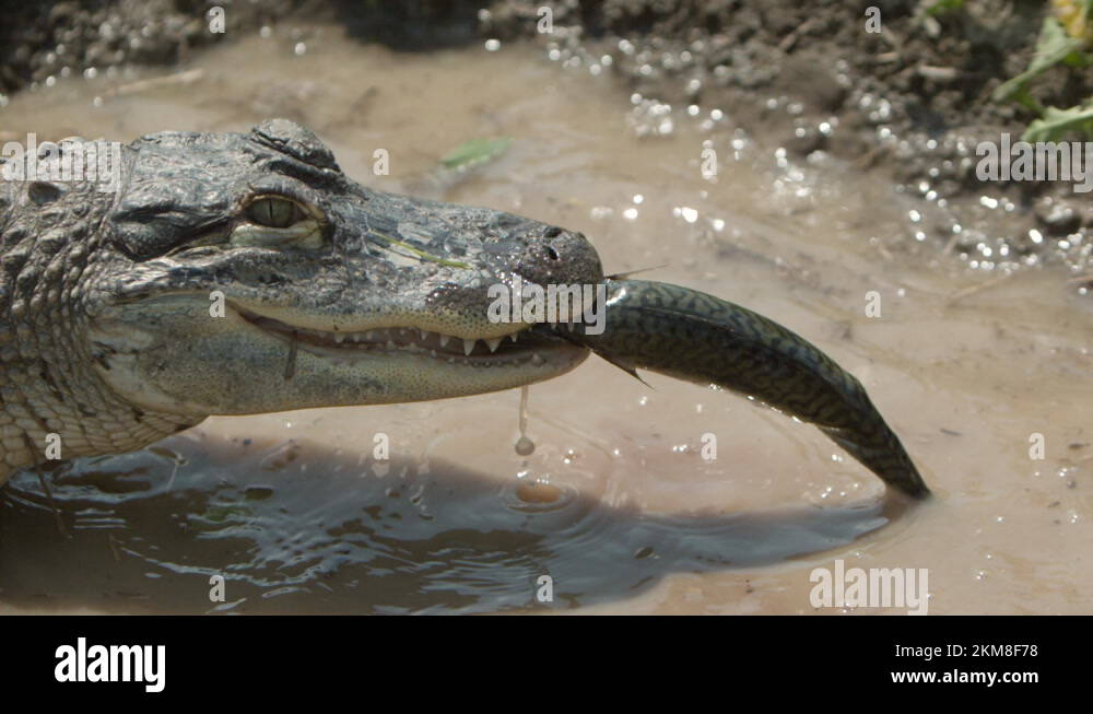 Alligator eating fish Stock Videos & Footage - HD and 4K Video Clips ...