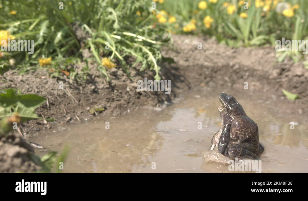 Bullfrog jumping Stock Videos & Footage - HD and 4K Video Clips - Alamy