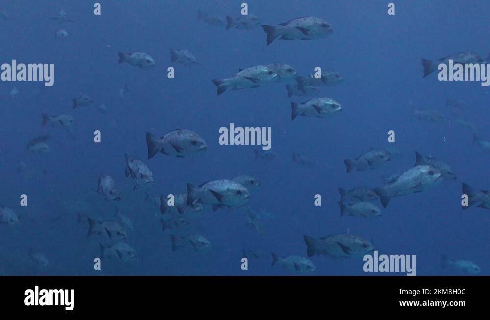 A shoal of Black Snapper swimming in the open blue ocean Stock Video ...