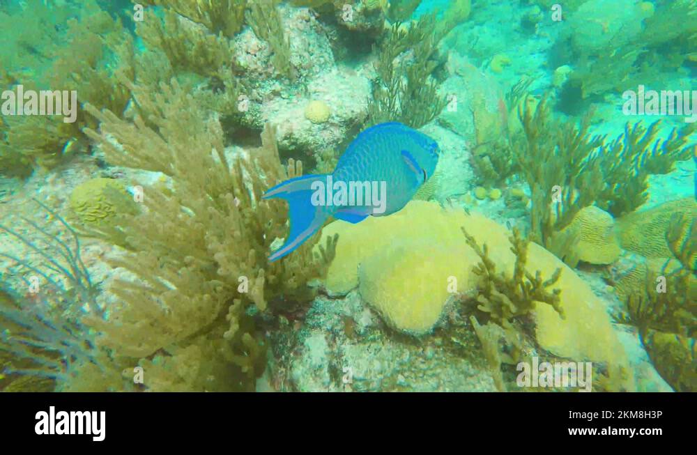 Close up of blue parrotfish swimming underwater in coral reef, Bermuda ...