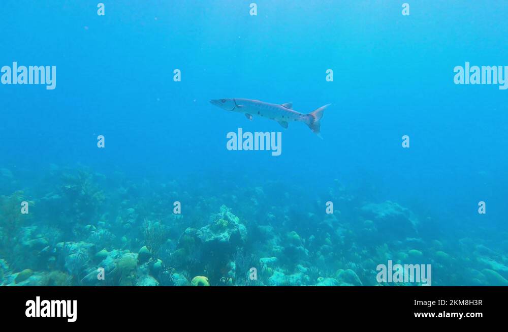 Barracuda fish swimming Stock Videos & Footage - HD and 4K Video Clips ...