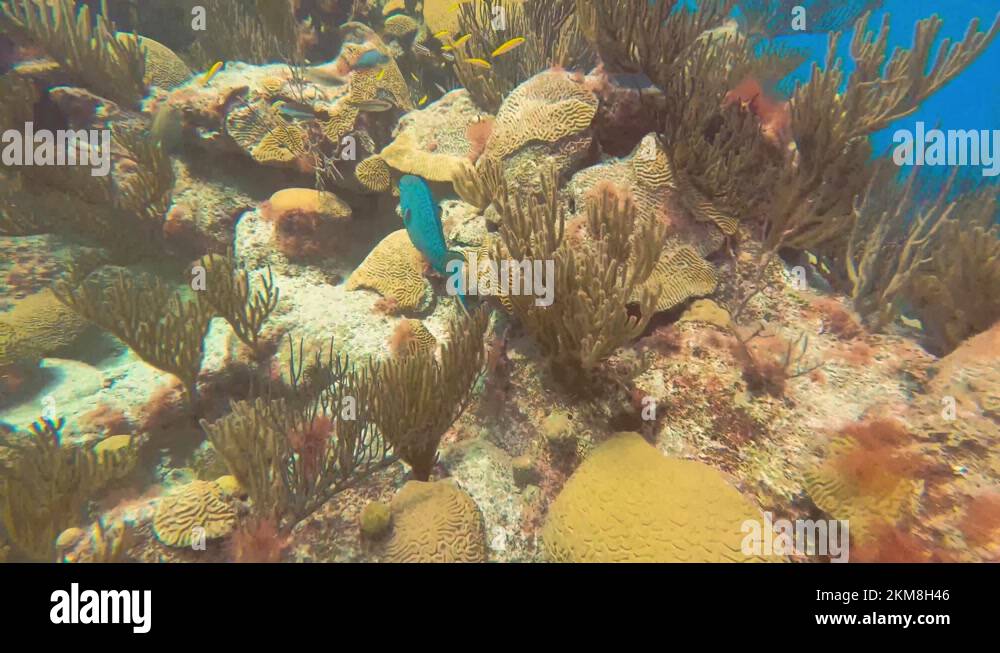 Parrotfish swimming underwater reef Stock Videos & Footage - HD and 4K ...