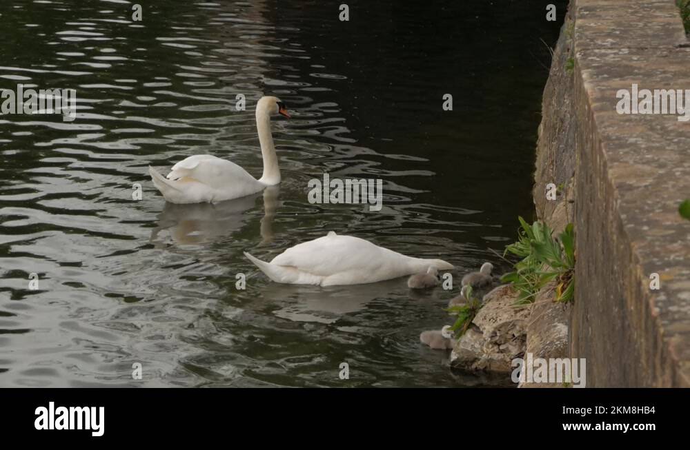 From maternal and Stock Videos & Footage - HD and 4K Video Clips - Alamy