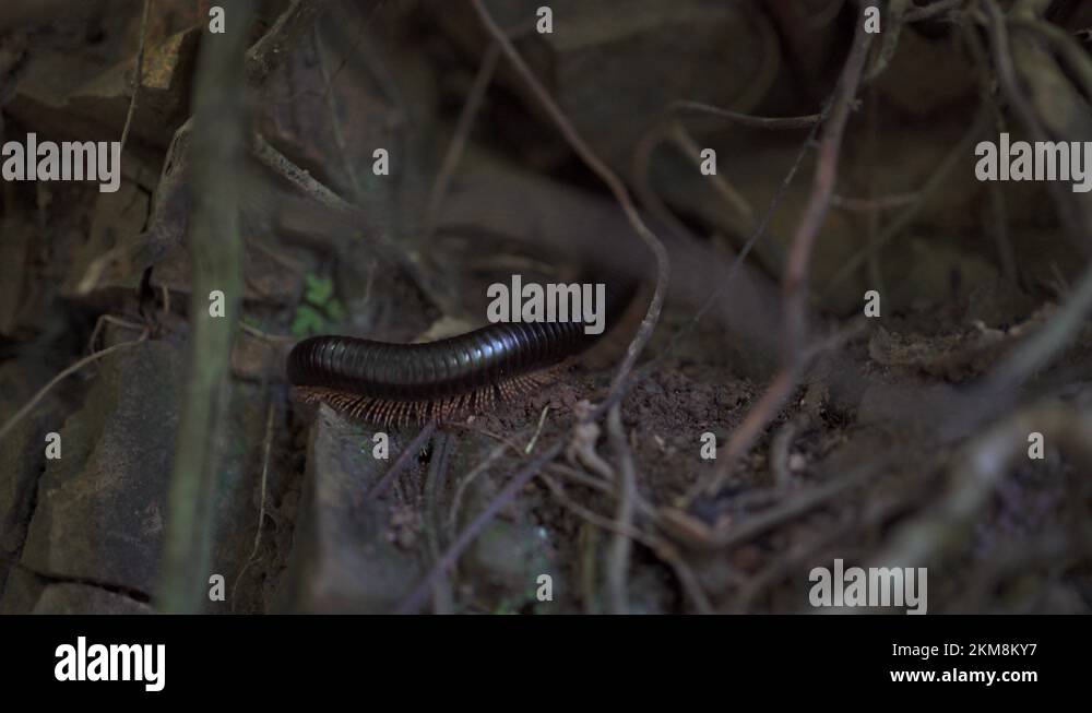 Centipede close up Stock Videos & Footage - HD and 4K Video Clips - Alamy