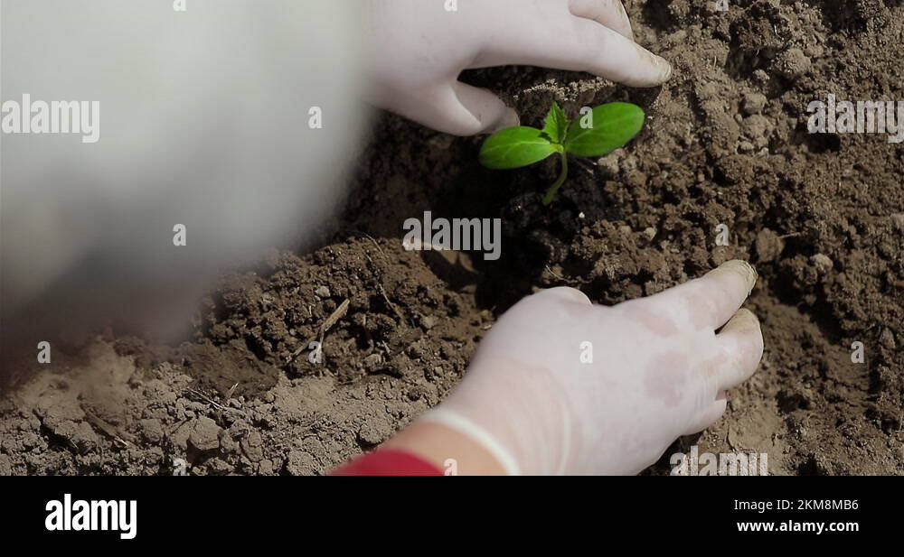 Green spring plantation Stock Videos & Footage - HD and 4K Video Clips ...