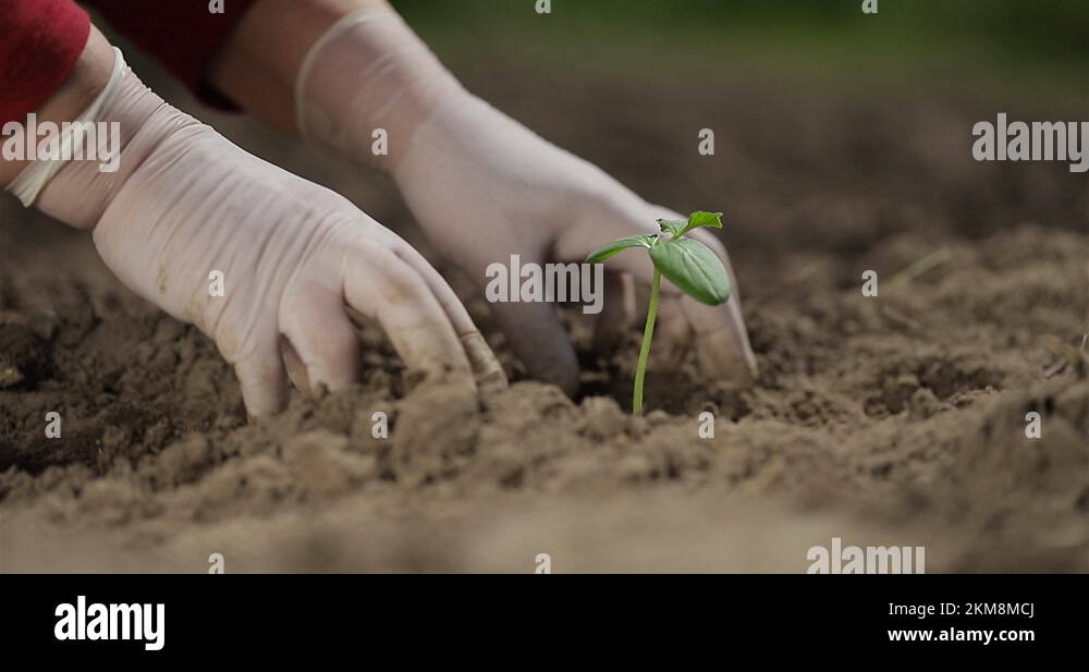 Plant planting Stock Videos & Footage - HD and 4K Video Clips - Alamy