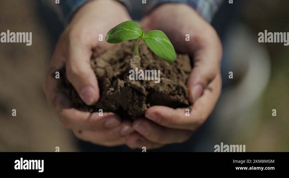 Close up hands holding sapling of young small tree. Concept nature conservation Stock Video ...