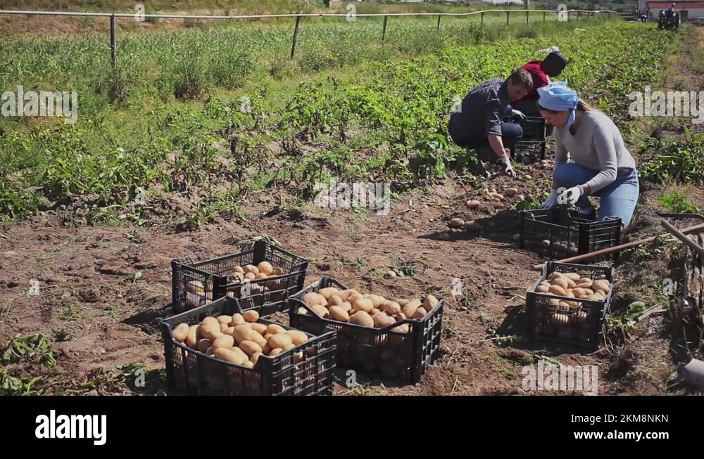 Harvesting of potato crop Stock Videos & Footage - HD and 4K Video ...