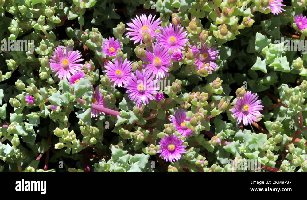 Pig face plant Stock Videos & Footage - HD and 4K Video Clips - Alamy