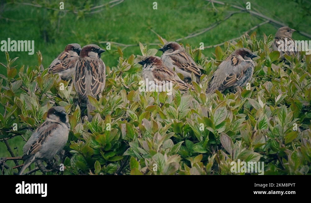 Group of tree sparrows Stock Videos & Footage - HD and 4K Video Clips ...