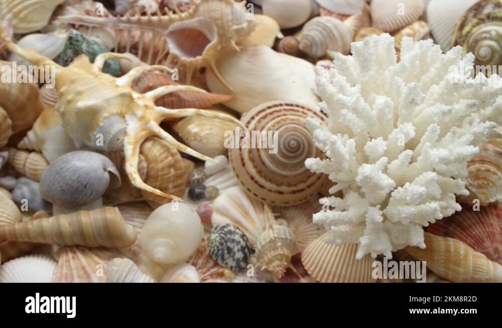 Collection sea snail shells Stock Videos & Footage - HD and 4K Video ...