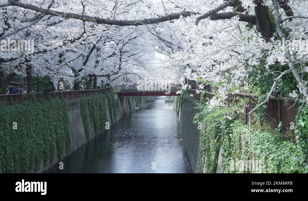 Cherry Blossoms In Full Bloom Along Meguro River In Tokyo, Japan - static Stock Video Footage ...