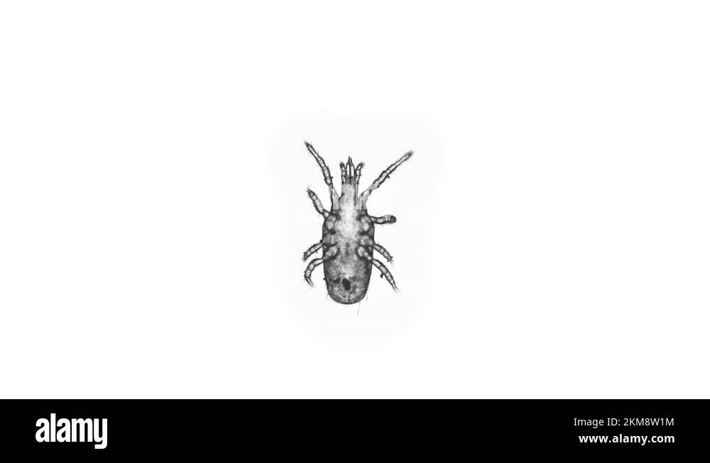 Predatory mite (acari) order Mesostigmata under a microscope Stock ...