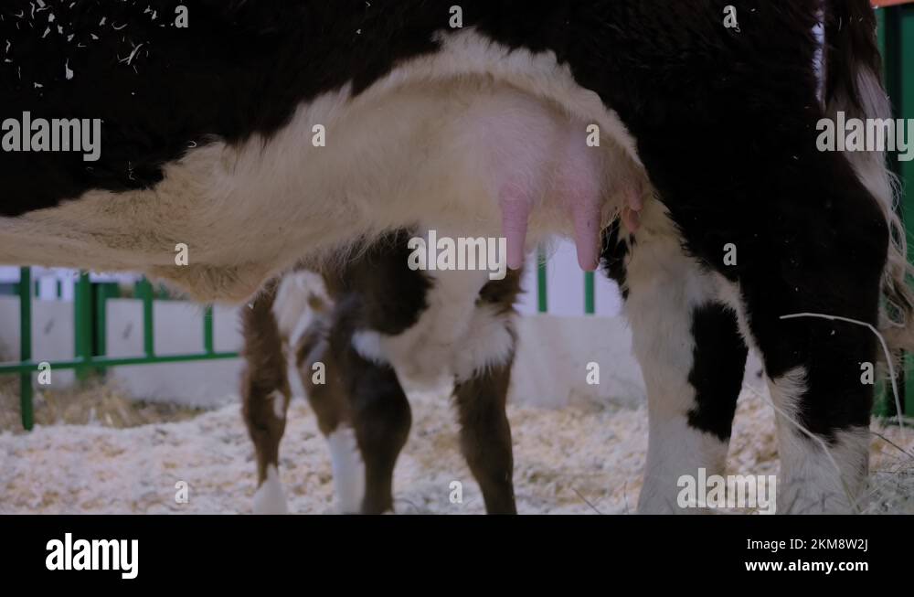 Cute brown and white calf drinking milk from mother cow udder Stock ...