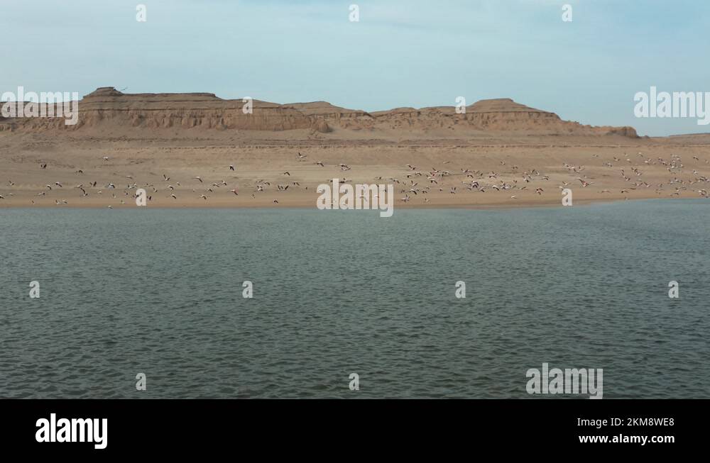 Migratory flamingos in Lake Qarun, Fayoum, Egypt, Lake Moeris Stock ...