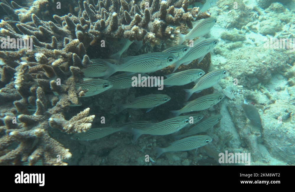 Shoal of fish at the coral reef of Kish Island, Iran Stock Video ...