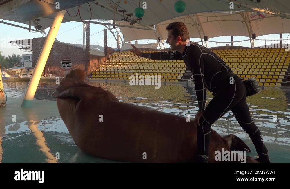 Walrus eating fish Stock Videos & Footage - HD and 4K Video Clips - Alamy