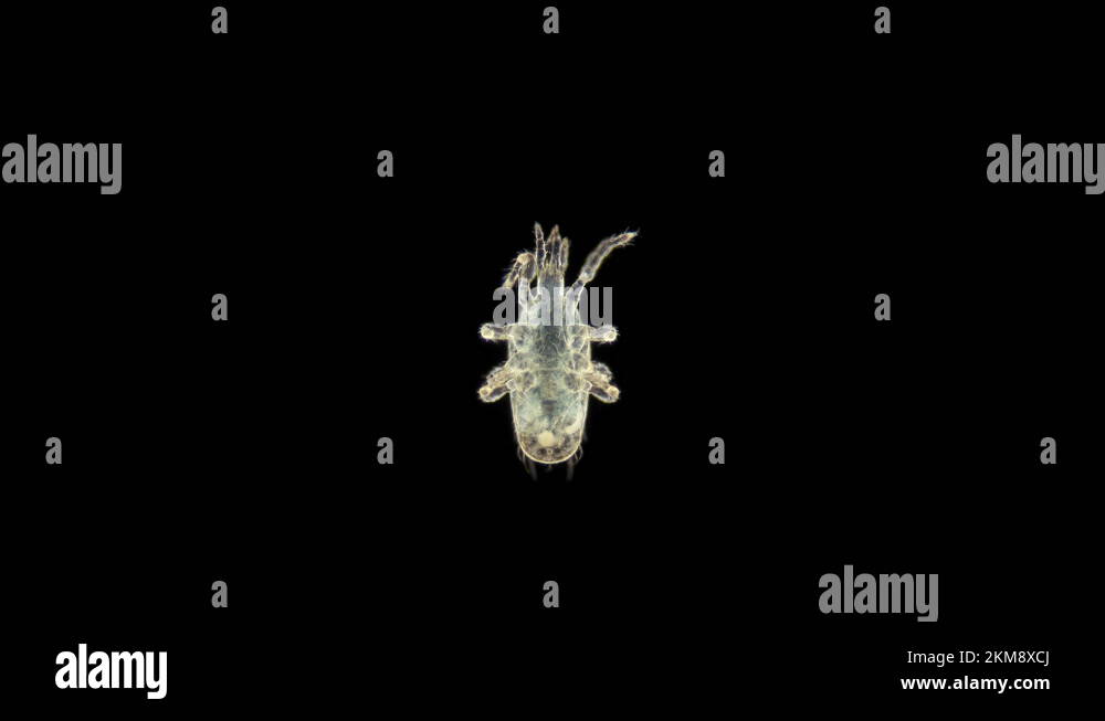 Predatory mite (acari) order Mesostigmata under a microscope Stock ...